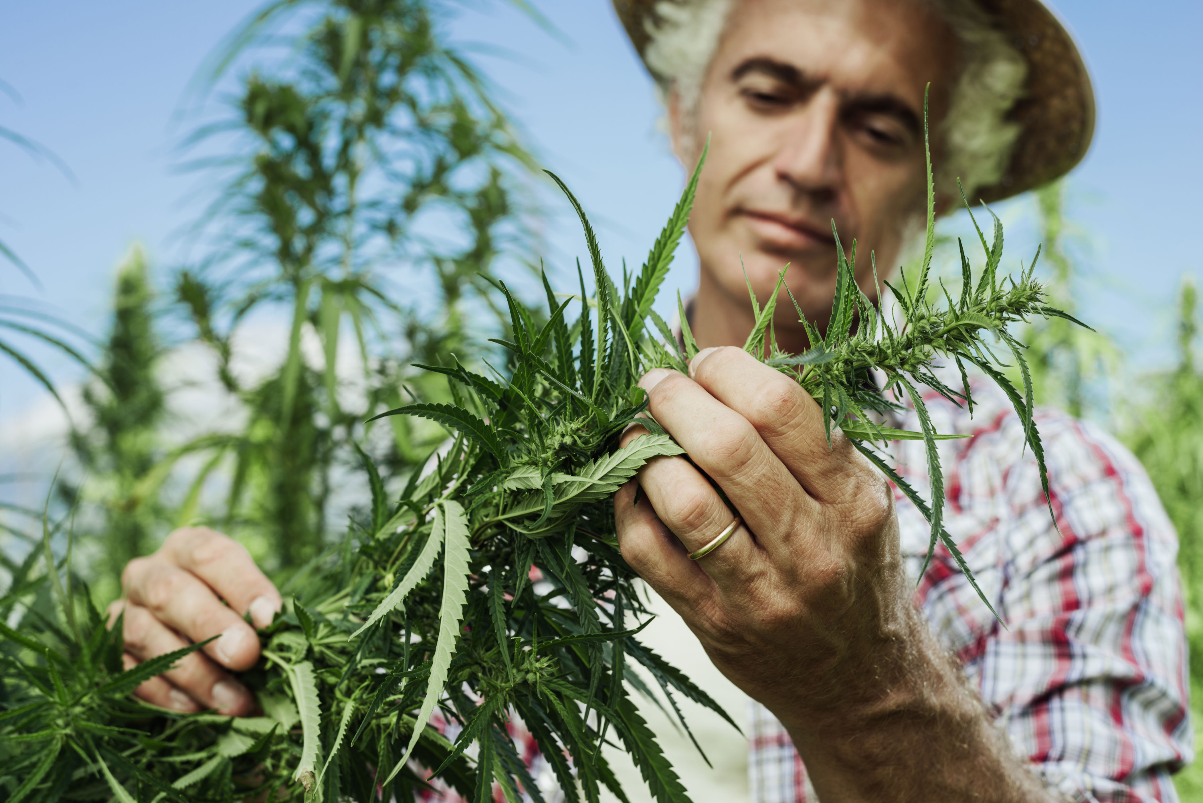 3 reasons to buy Green Thumb Industries like there's no tomorrow