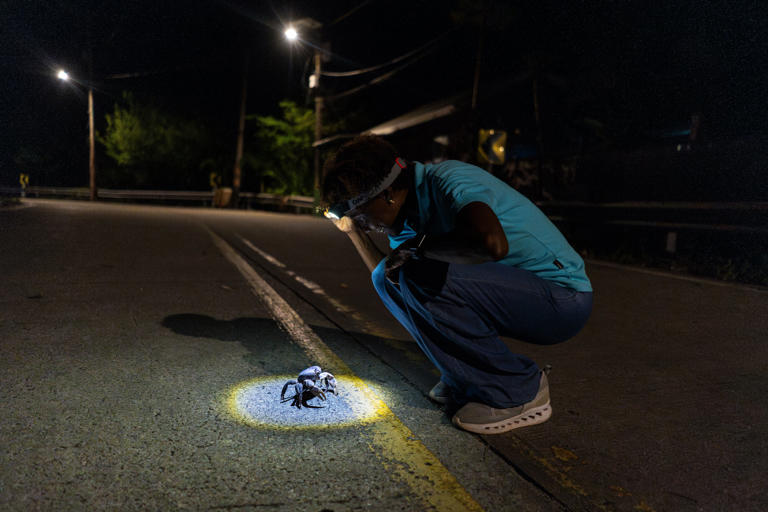 La carrera de obstáculos del cangrejo negro de Providencia para desovar ...