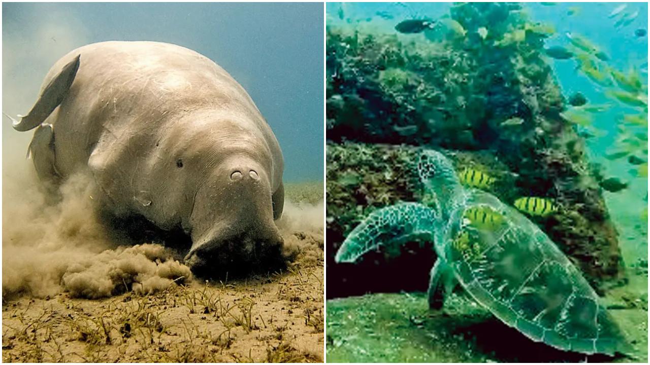 IN PHOTOS World Ocean Day 2026 Discover these 3 lesserknown ...