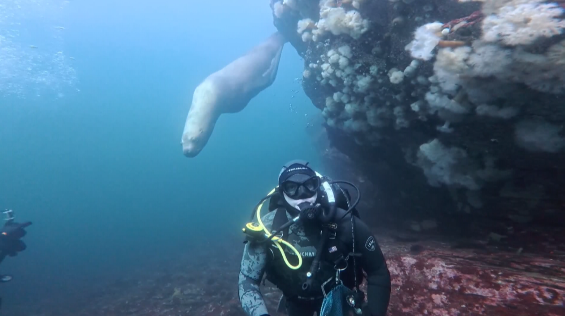 This is BC: Fraser Valley man is diving with a purpose