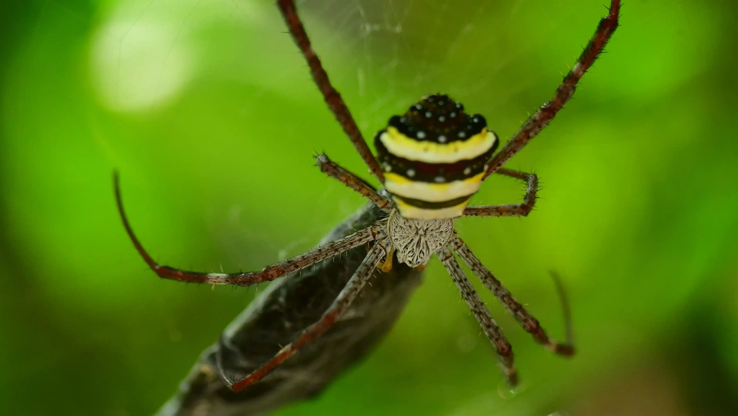 Study finds spider web decorations enhance prey detection