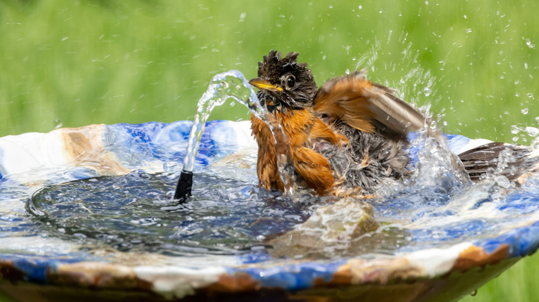 Amazon's bird bath fountain creates a beautiful centerpiece in your ...