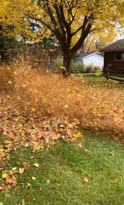 How to revive a dying lawn?