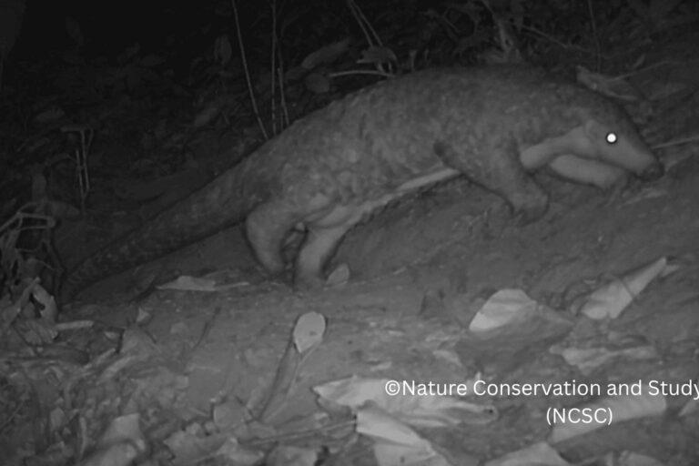 Rare Chinese pangolin found in a sacred community forest in Nepal