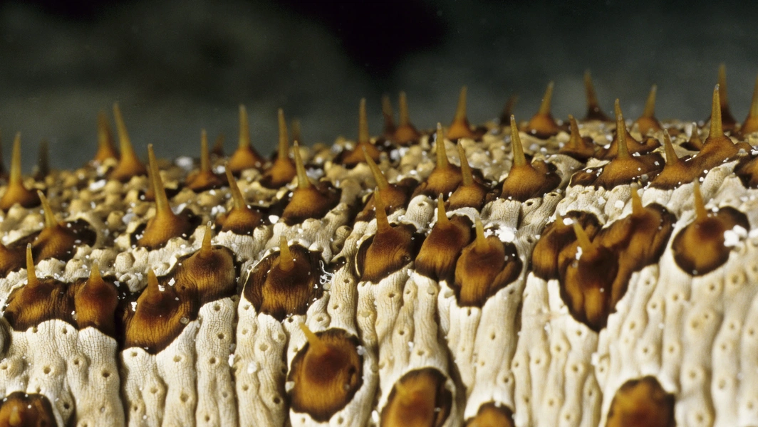 Sea cucumber tissue survives years after amputation in lab study