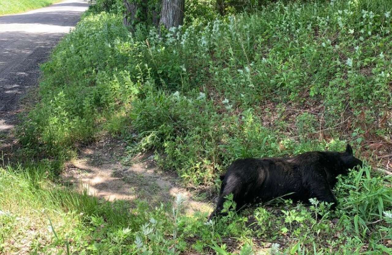 Connecticut environmental police investigate dead bear found with ...