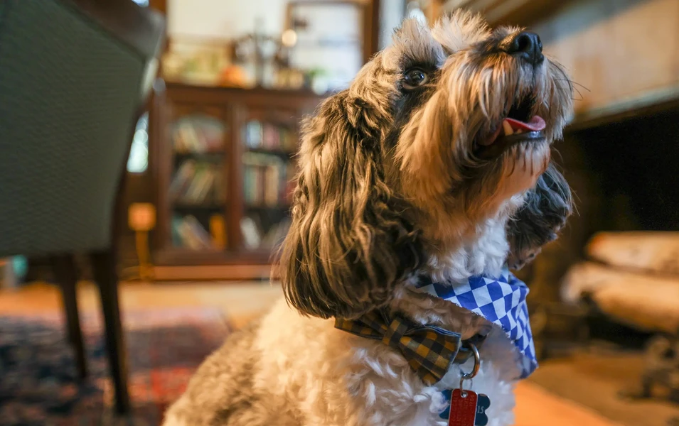 Keeping your dog healthy starts at home