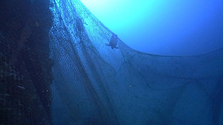 Divers made the first video ever of this shark in the Med - then got ...