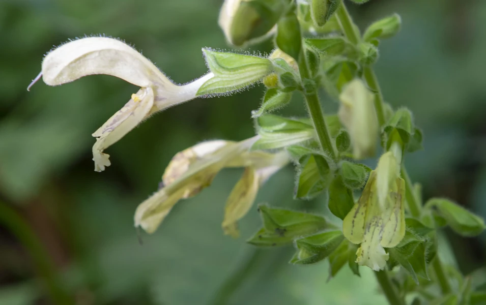Salvia secrets for a thriving garden