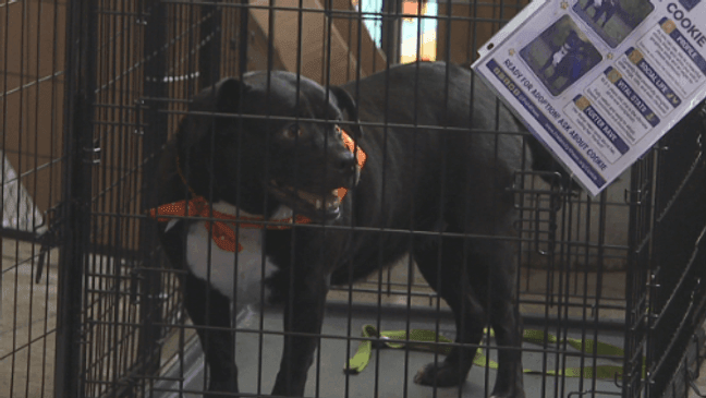 Large dogs are staying in shelters longer as breed and size ...