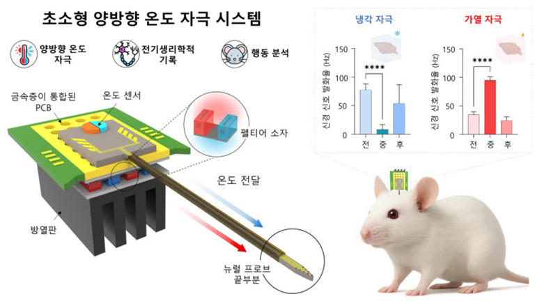 온도 조절로 뇌 활동 양방향 제어하는 혁신적 뇌 임플란트 개발
