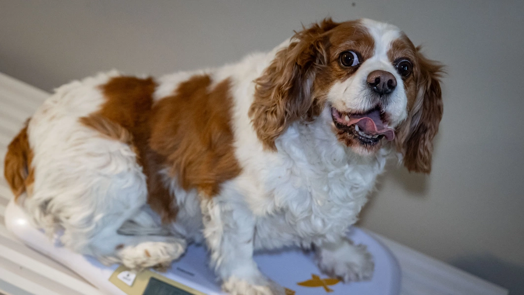 Keeping your dog healthy starts at home