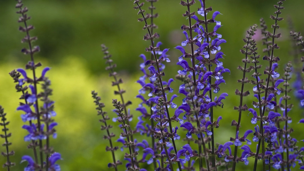 Salvia secrets for a thriving garden