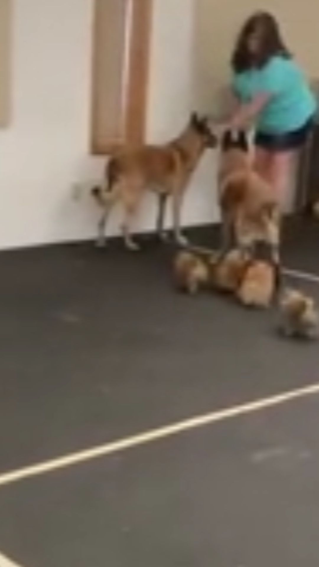 Tiny Poms meet gentle giants in the cutest first meeting ever. This ...