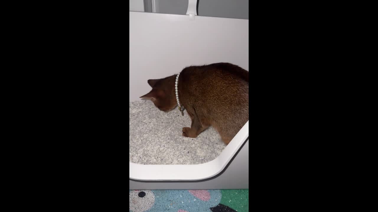 Cat's unusual litter box pose draws laughs in Zhejiang, China