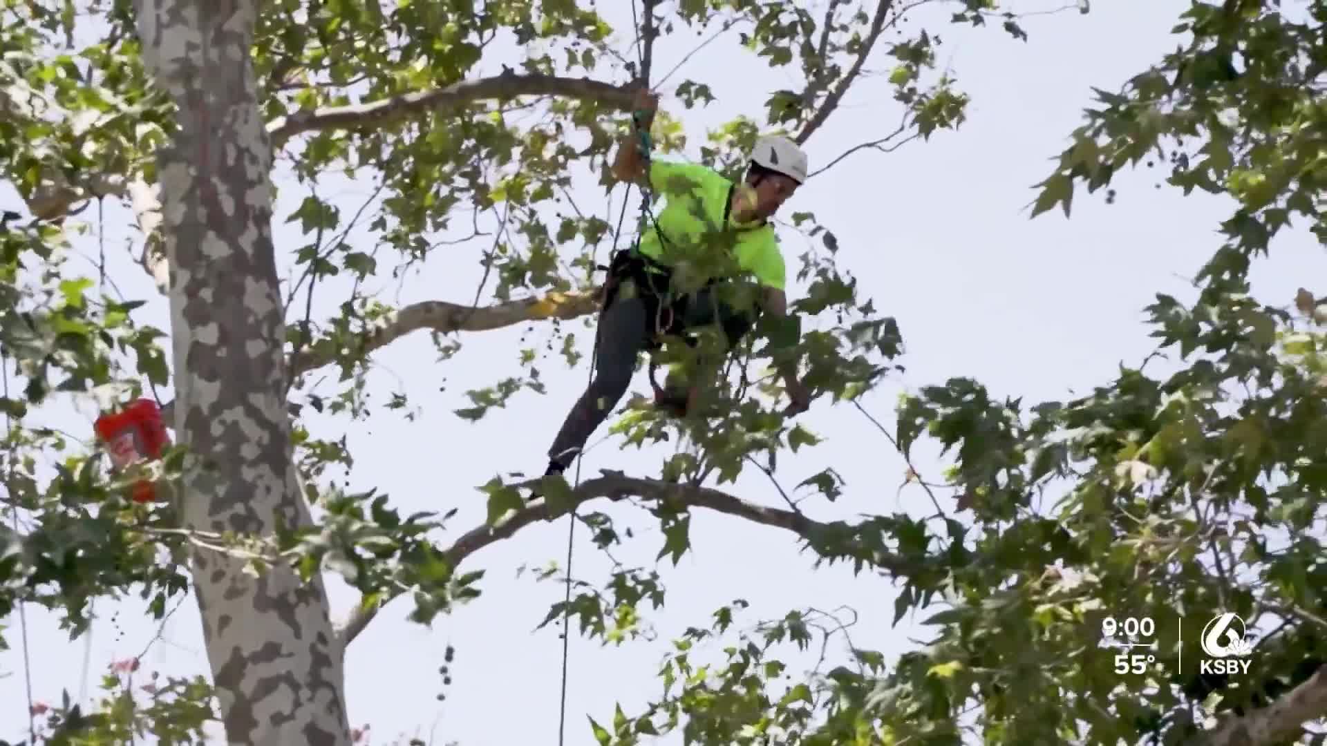 Top tree climbers from across the West compete in San Luis Obispo