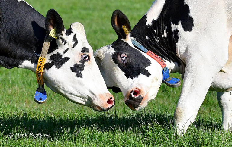Wie zijn we om een dier van 650 kilo efficiënt te willen houden?