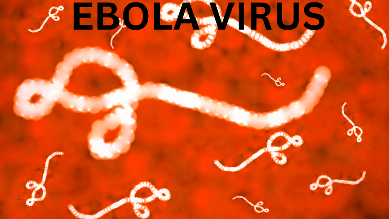 Ebola Bundibugyo outbreak: UK scientists identify 23 unique mutations