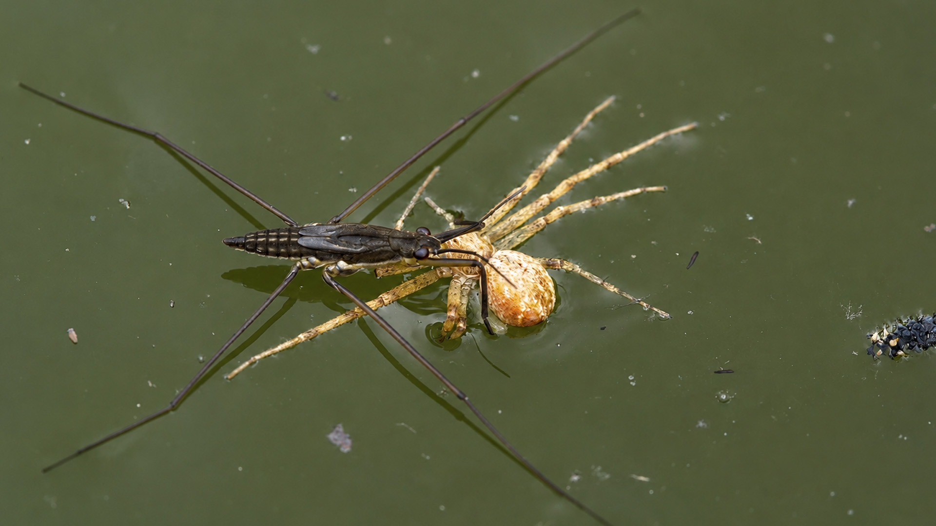 A hidden camera captured nature’s smallest predators in action