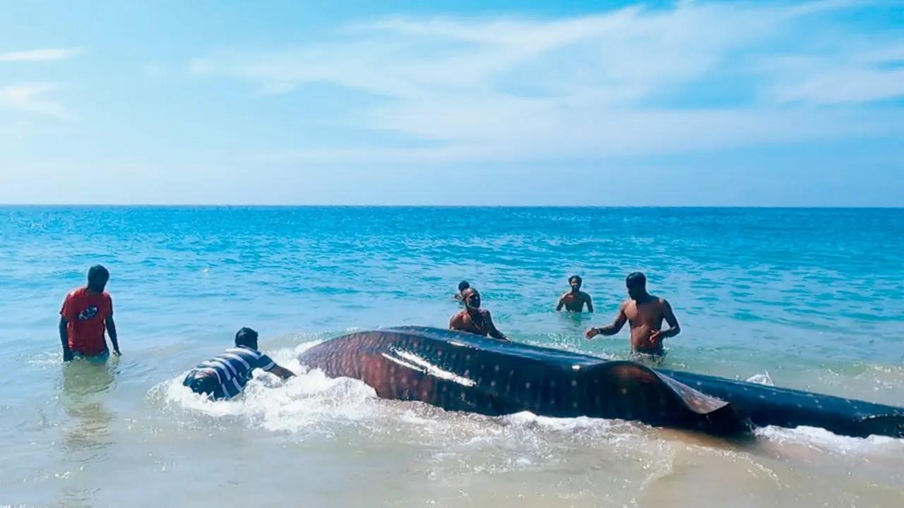 IN PHOTOS World Ocean Day 2026 Discover these 3 lesserknown ...