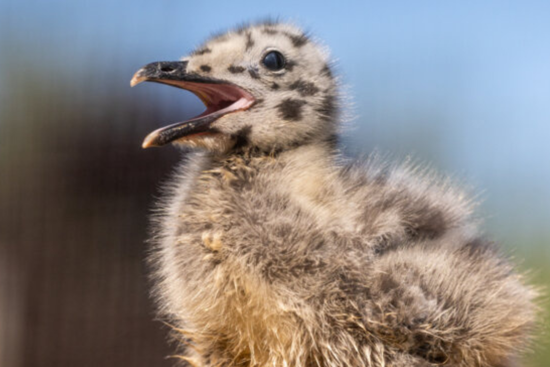 Risk of 'rescuing' young gulls highlighted as charity sees admissions peak