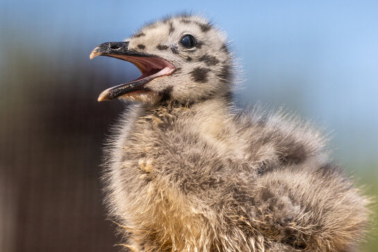 Risk of 'rescuing' young gulls highlighted as charity sees admissions peak