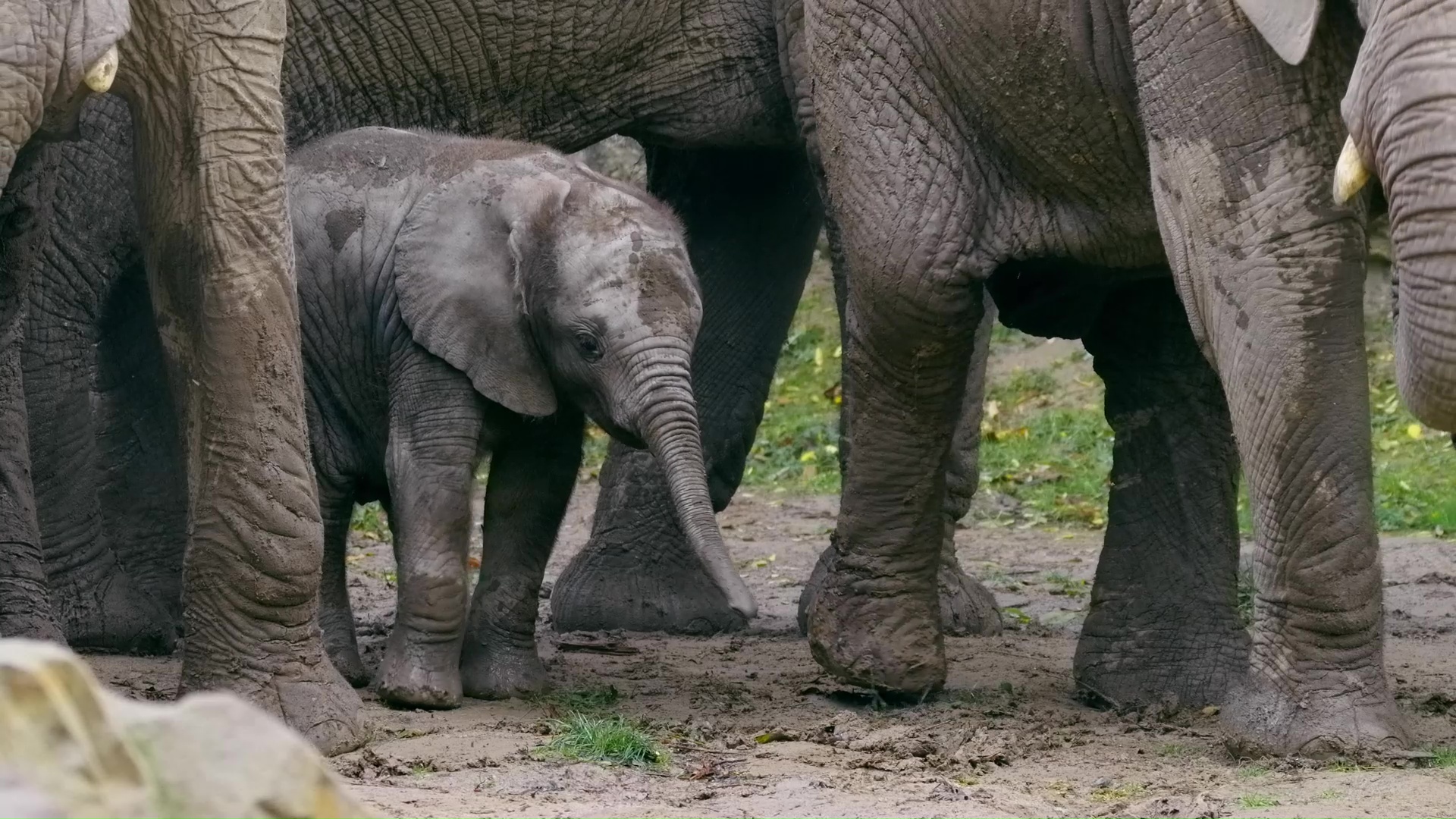 Ontroerend moment jonge olifant blijft dicht bij familie