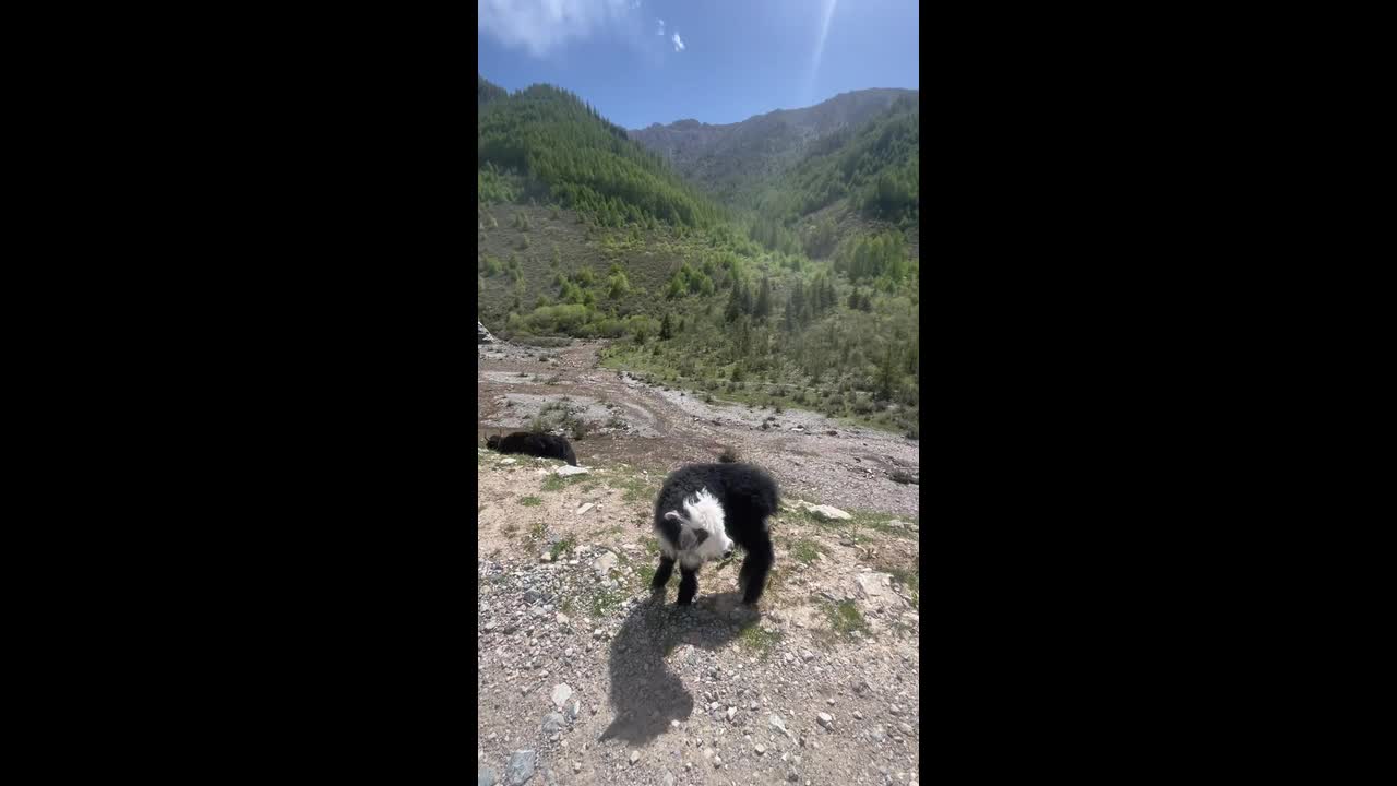 Yak pushes calf on mountain slope in Sichuan, China