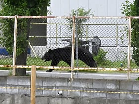 Japan city hunts bear after multiple urban sightings force school closures