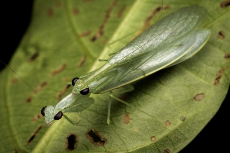 Three new 'planking' praying mantis species found in Australia and ...