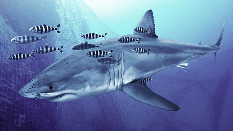 Divers made the first video ever of this shark in the Med - then got ...