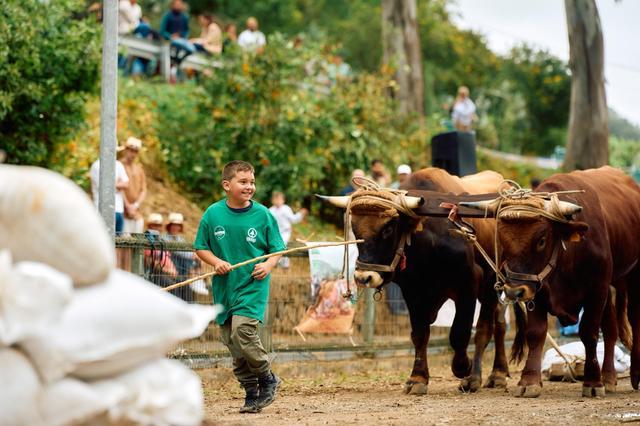 Moya reúne música, ganado y tradición en las fiestas de San Antonio