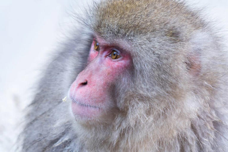Japanse makaken zoeken tijdens een warme dag niet altijd de koelste plek op