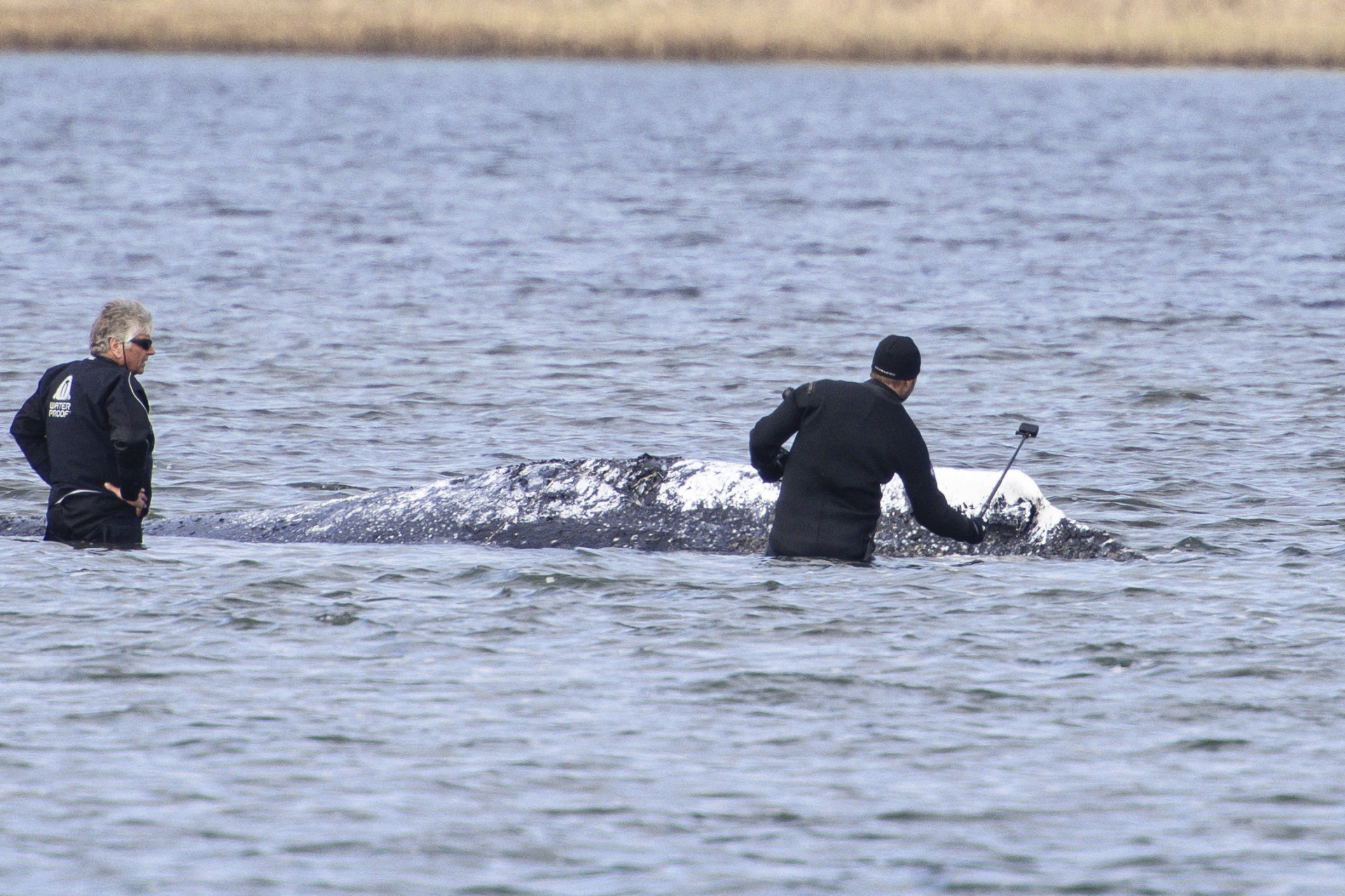 The most dramatic stories of stranded sea animals