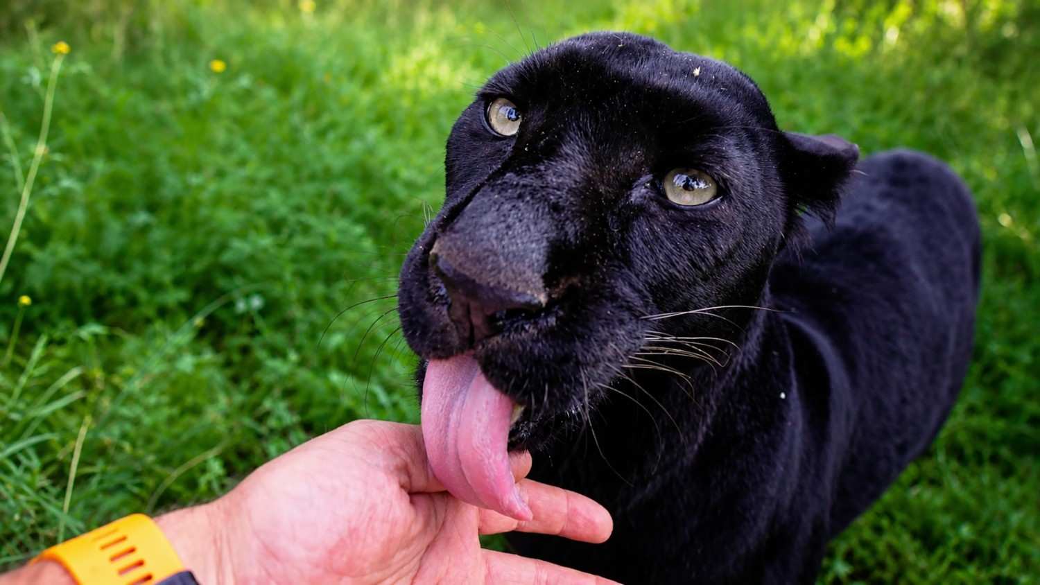 The secret behind this leopard’s licking habit