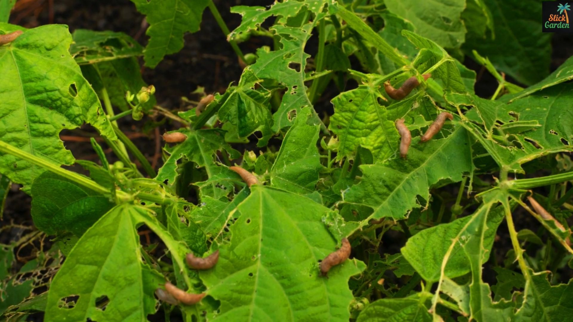 Protect your garden: Easy homemade slug and snail repellent