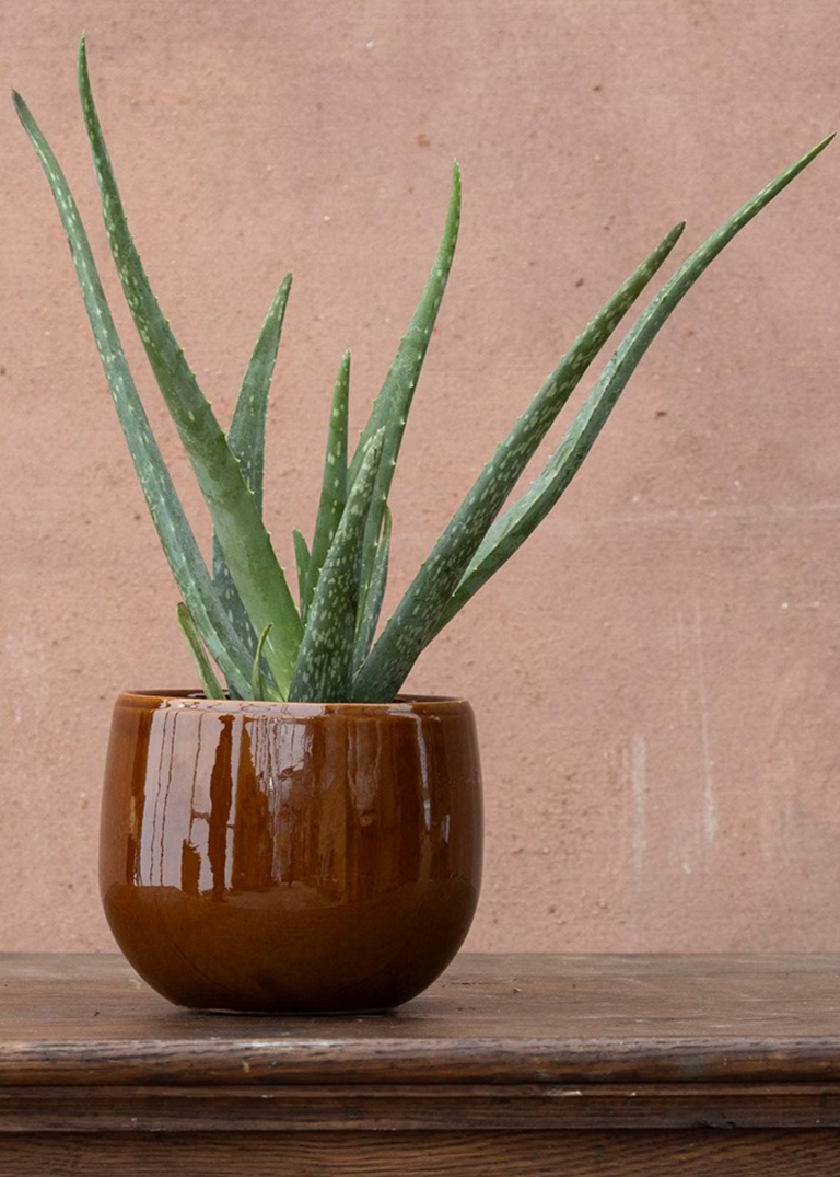 Where to place aloe vera for good energy — 4 spots feng shui experts ...