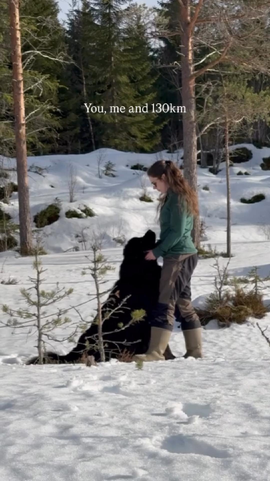130 kilometers through the snow with my Newfoundland