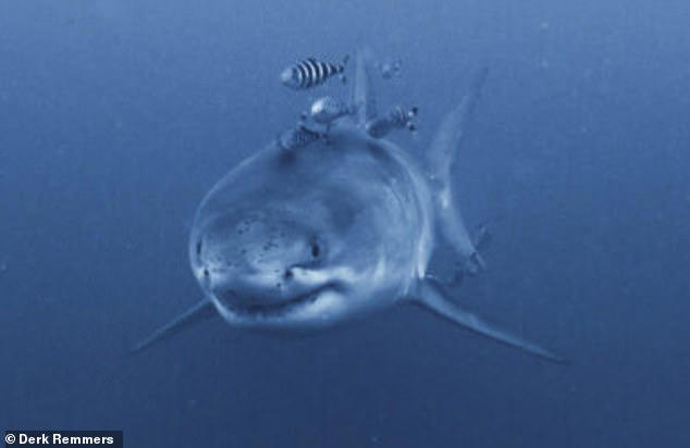 Great white shark is recorded underwater in the Mediterranean for the ...