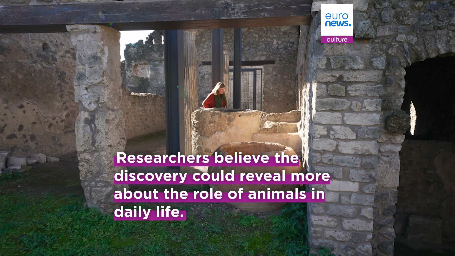 Pompeii excavations reveal equid skeleton at House of the Chaste Lovers