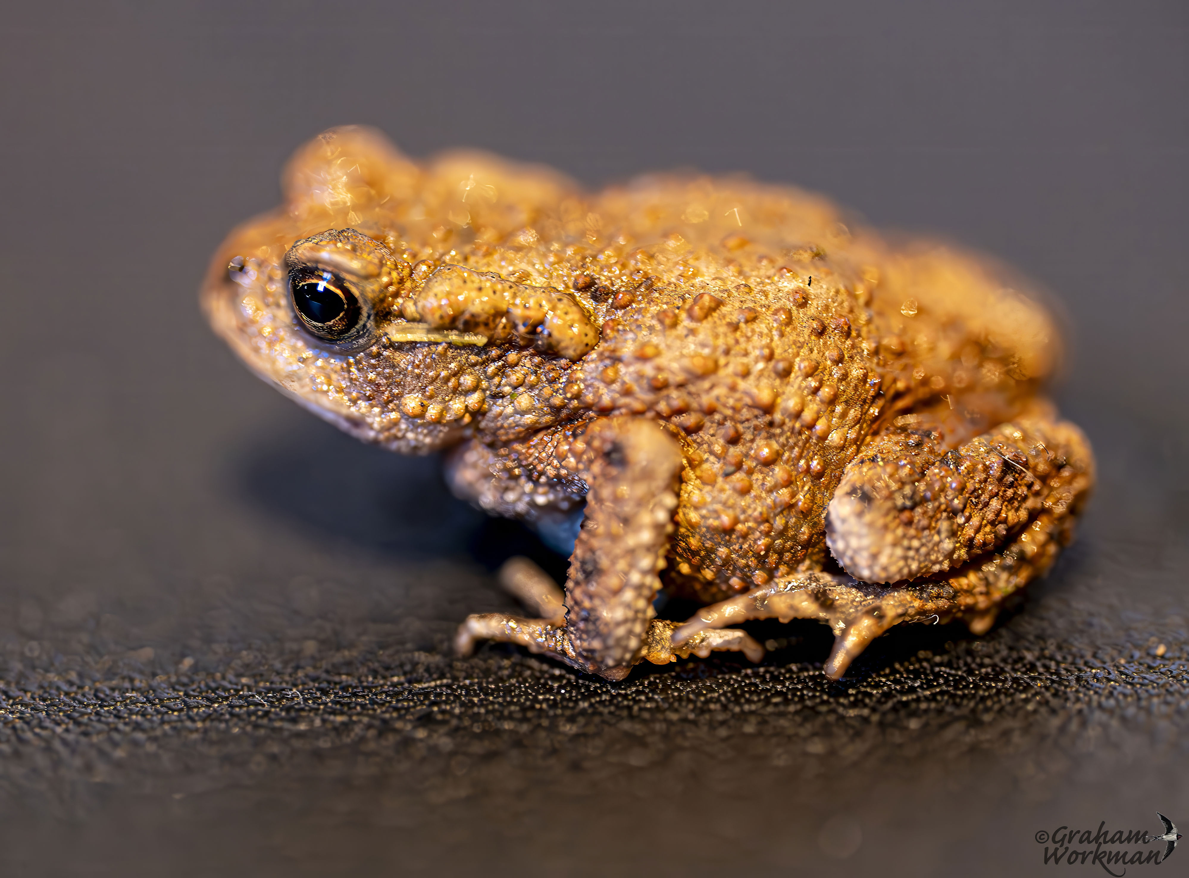 Nature notes: Graham Workman meets Mr Toad hiding in an outbuilding