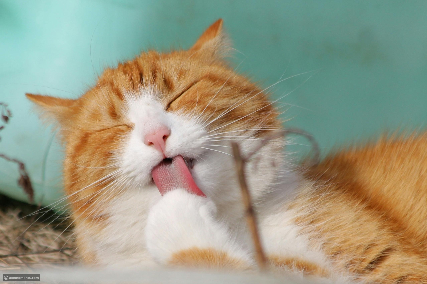 11 things cats treasure more than anything else