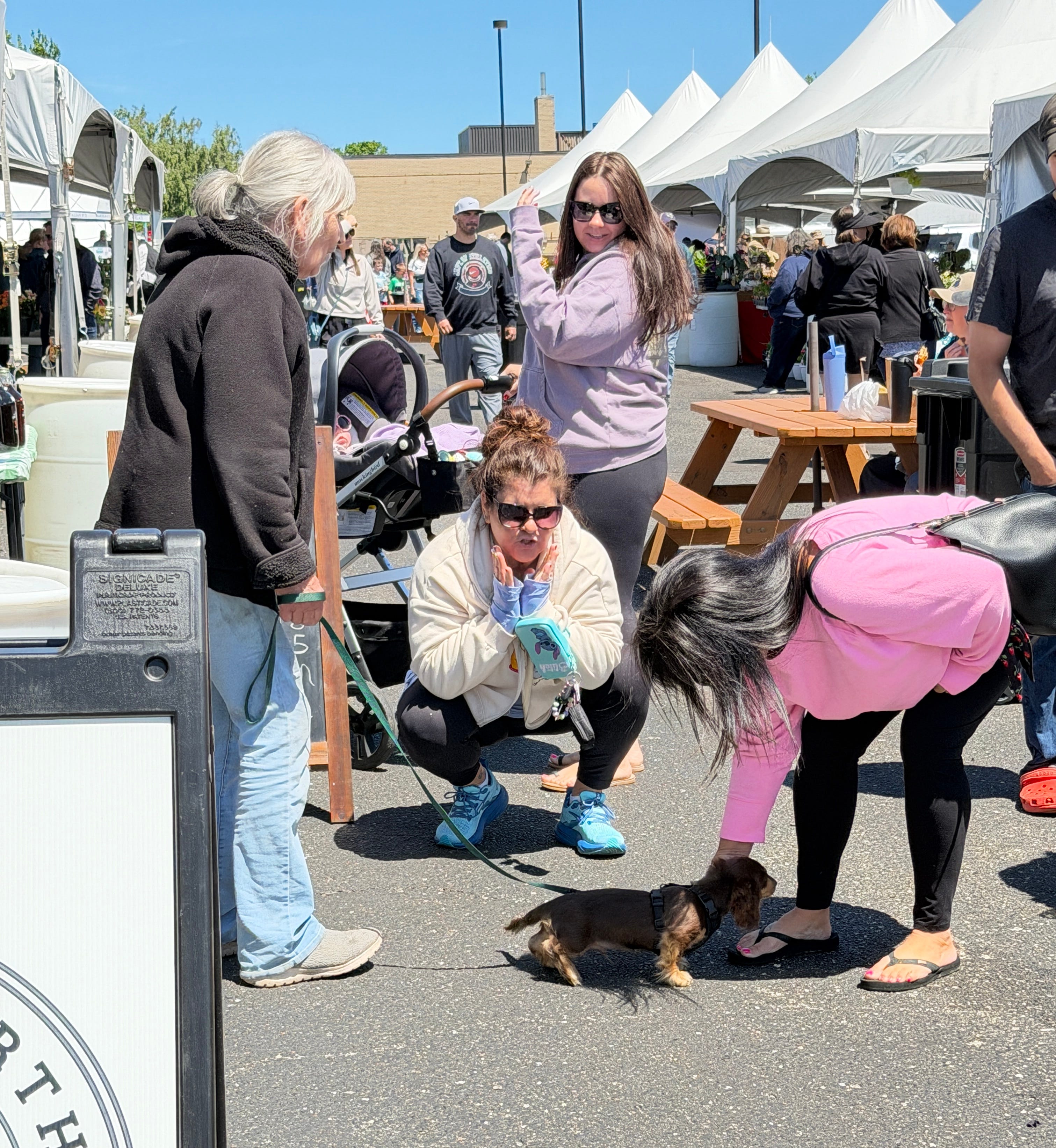 From festival dogs to adventure cats, here's summer pet safety tips