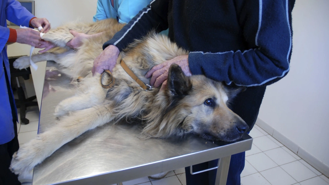 Monty’s return underscores challenges for senior shelter dogs