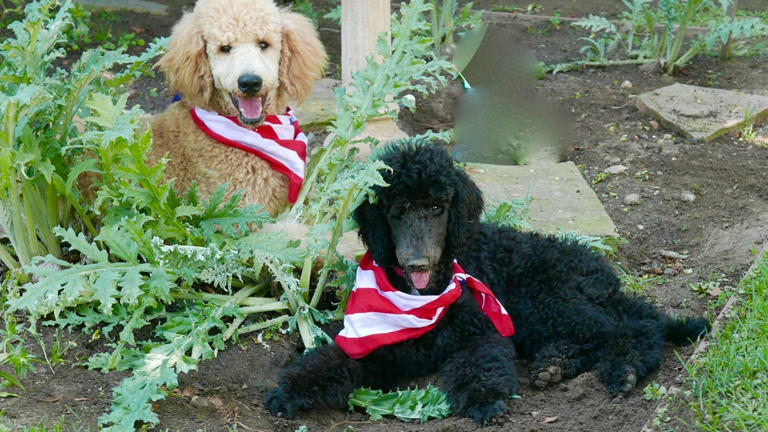 Why dogs dig in garden beds and how to stop it, according to trainers