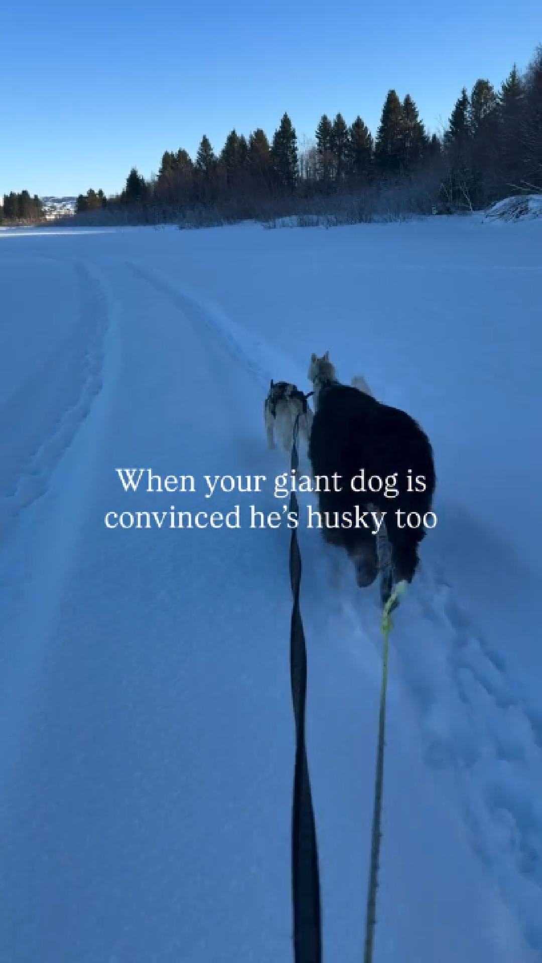 He was determined to join the pack