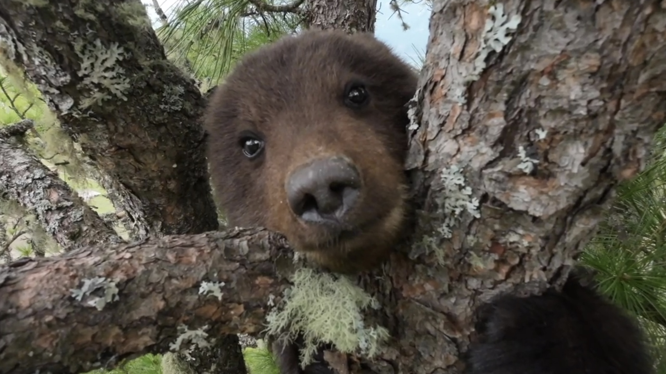 Rescuing orphaned bear cub: A new addition to the mini shelter in Altai ...