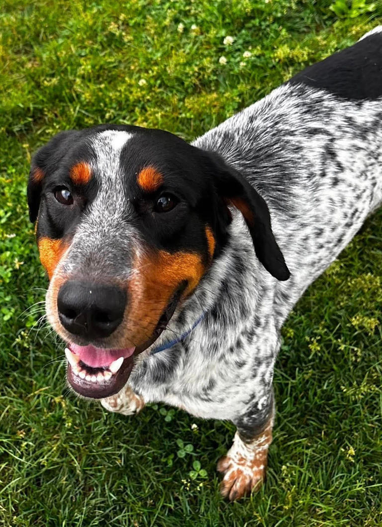 What mold, mildew cleaning products are safe for pets?