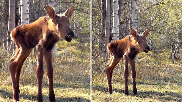 'Tugs at my heart': Days-old moose calf cries for its mother after cow ...