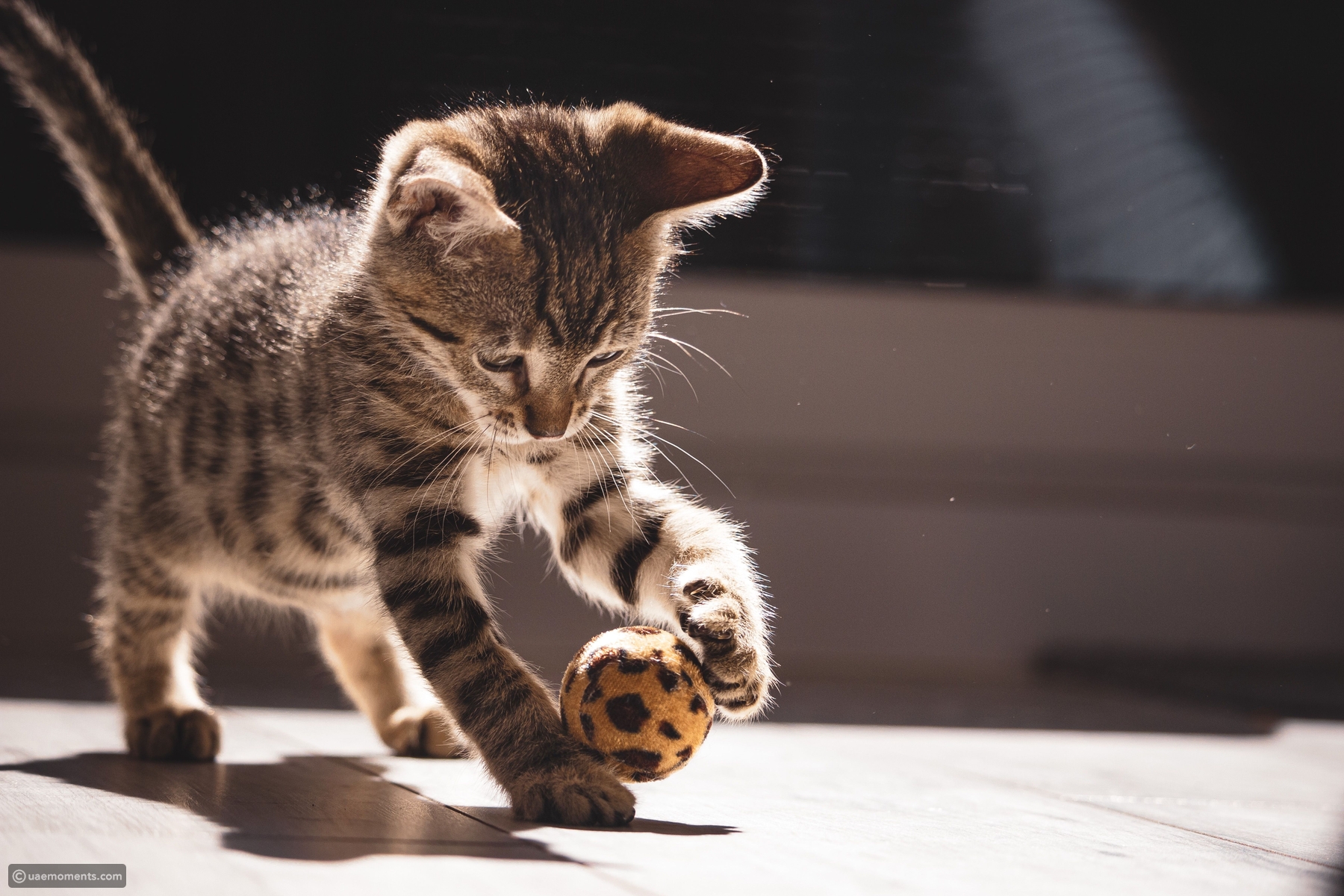11 things cats treasure more than anything else